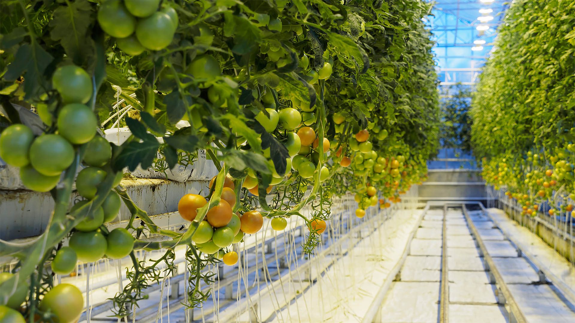 Meri Global Export – Fresh Fruit and Vegetable Supplier